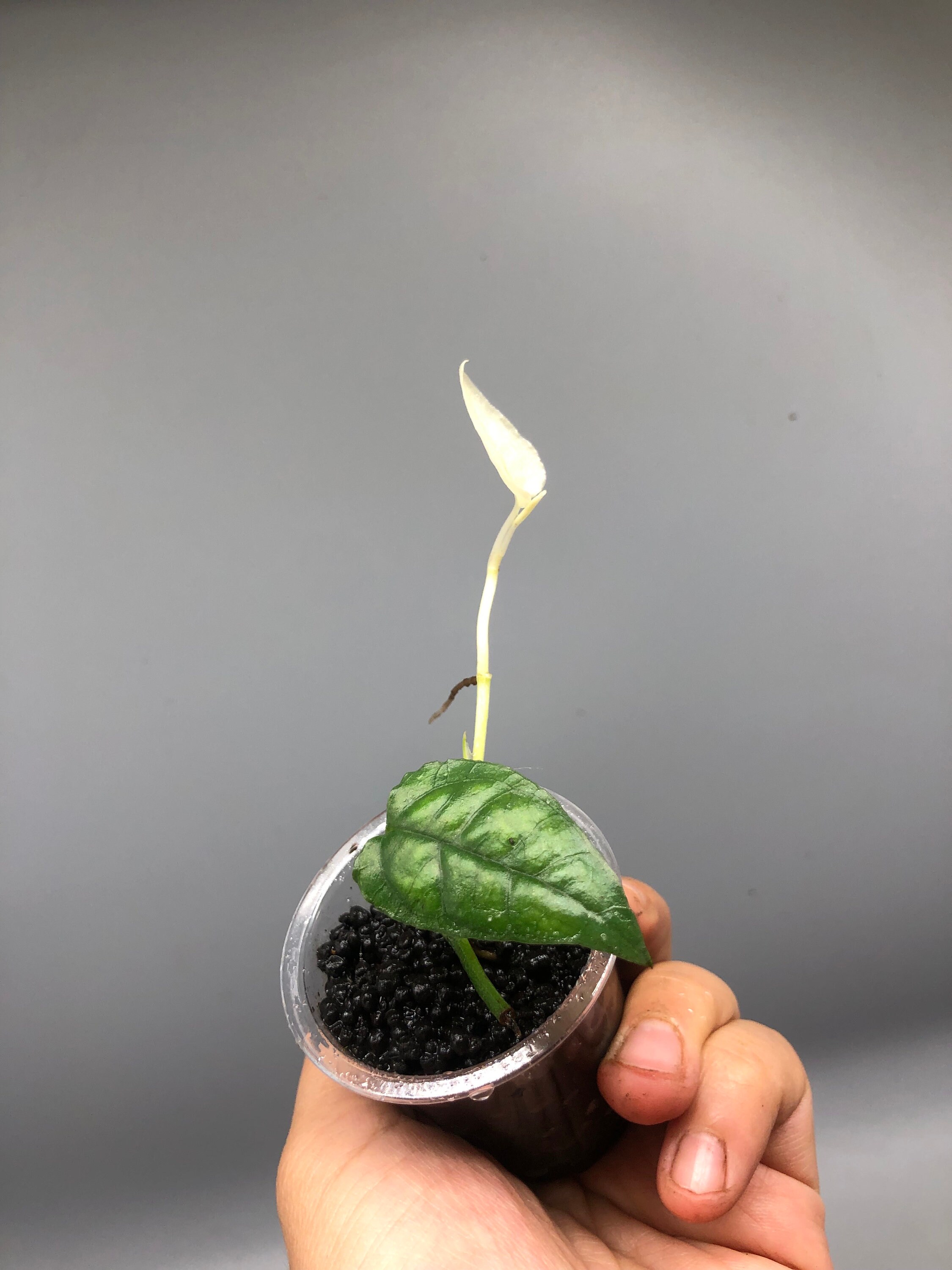 Epipremnum Cebu Blue Ghost Variegated - Etsy