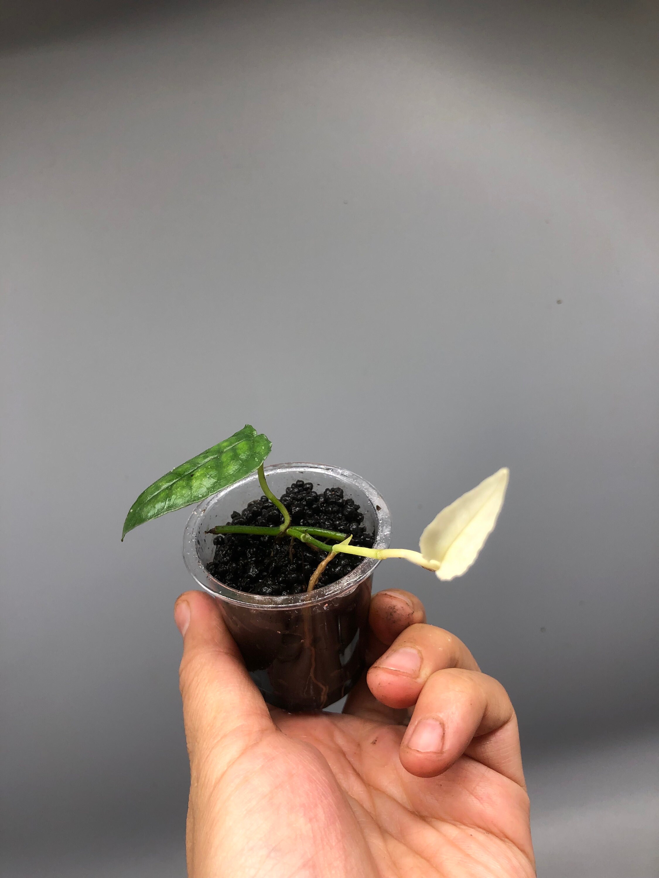 Epipremnum Cebu Blue Ghost Variegated - Etsy