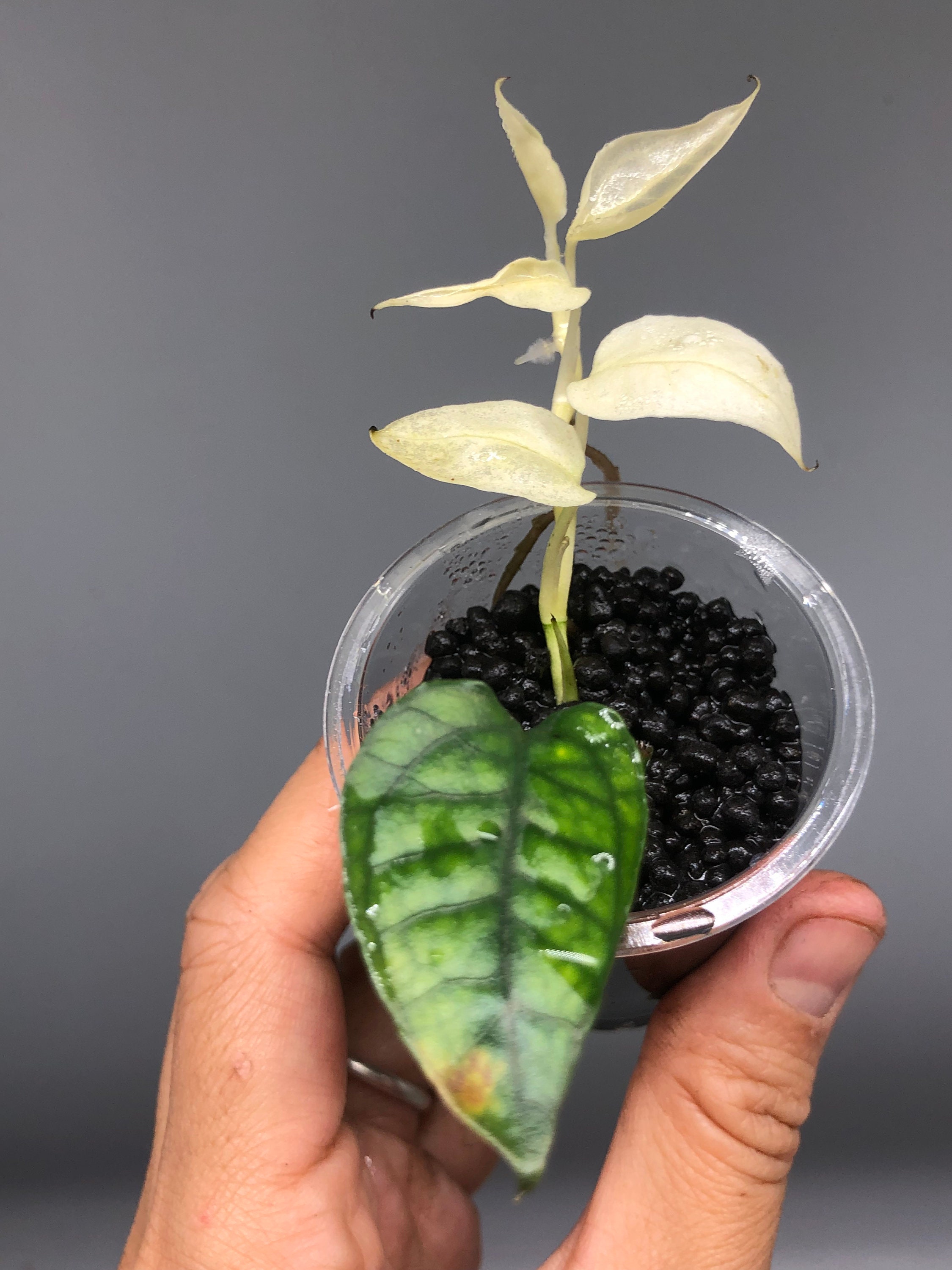 Epipremnum Cebu Blue Ghost Variegated - Etsy