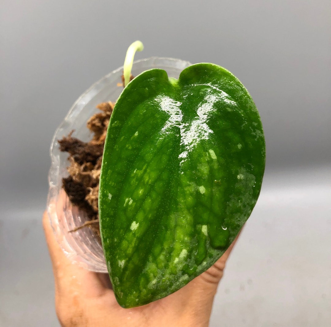 Scindapsus snake Scale Hask Established Plant. Last Photos is Mature ...