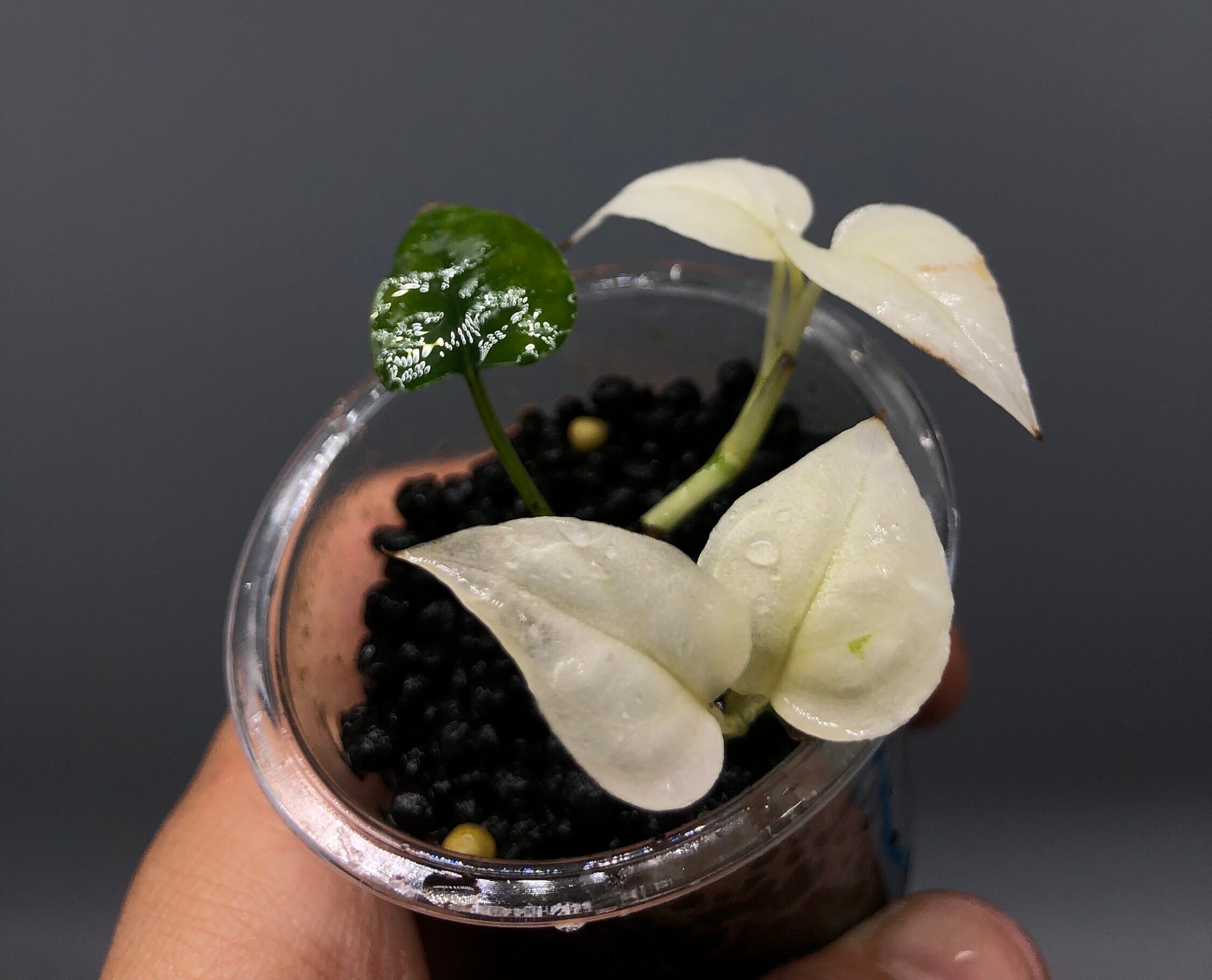 Epipremnum Cebu Blue Ghost Variegated - Etsy