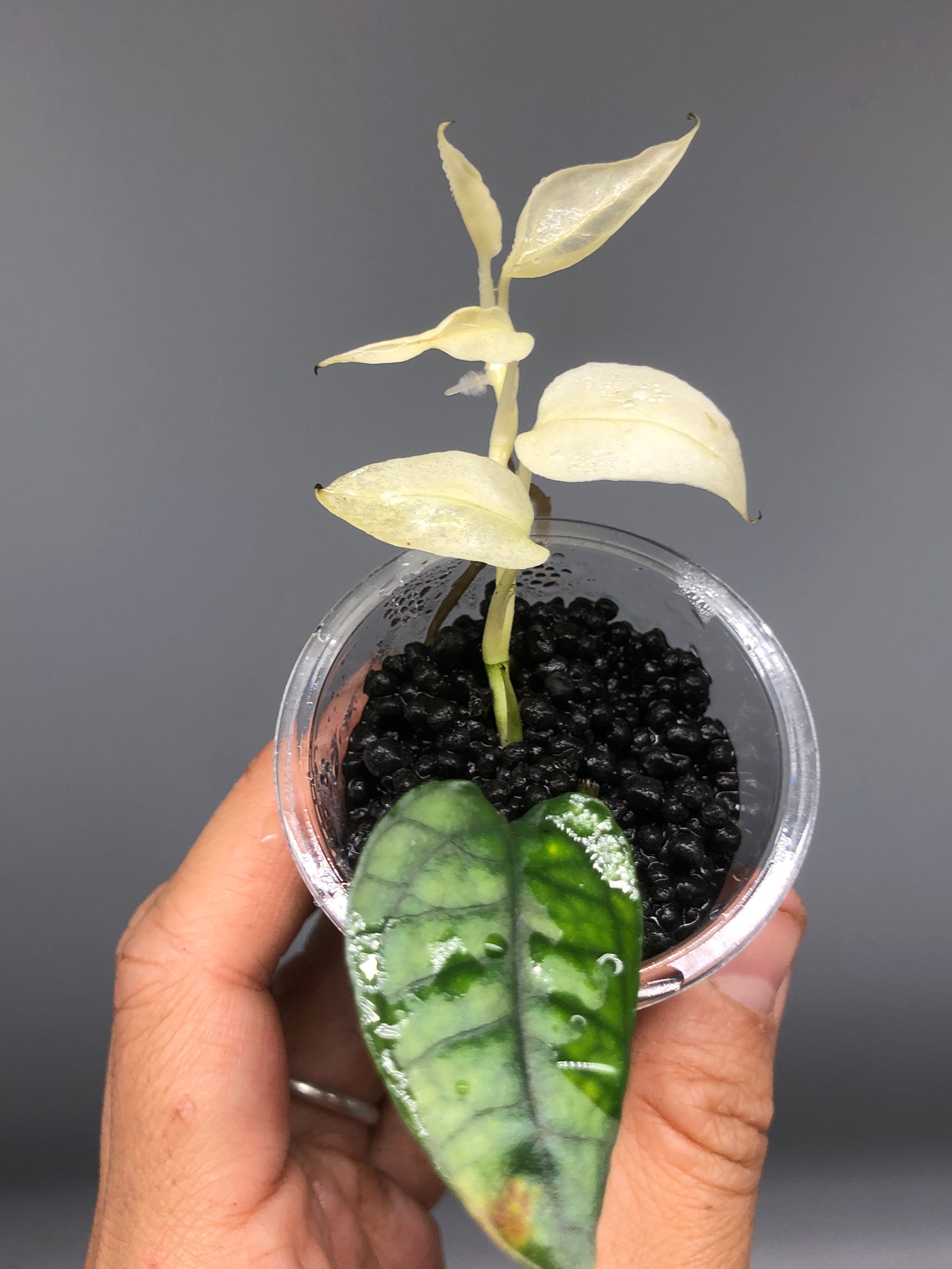 Epipremnum Cebu Blue Ghost Variegated - Etsy