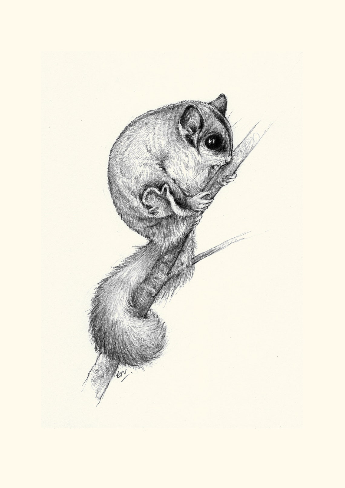 A3 Sugar Glider Print. Detailed Sketch of Adorable Australian Native ...