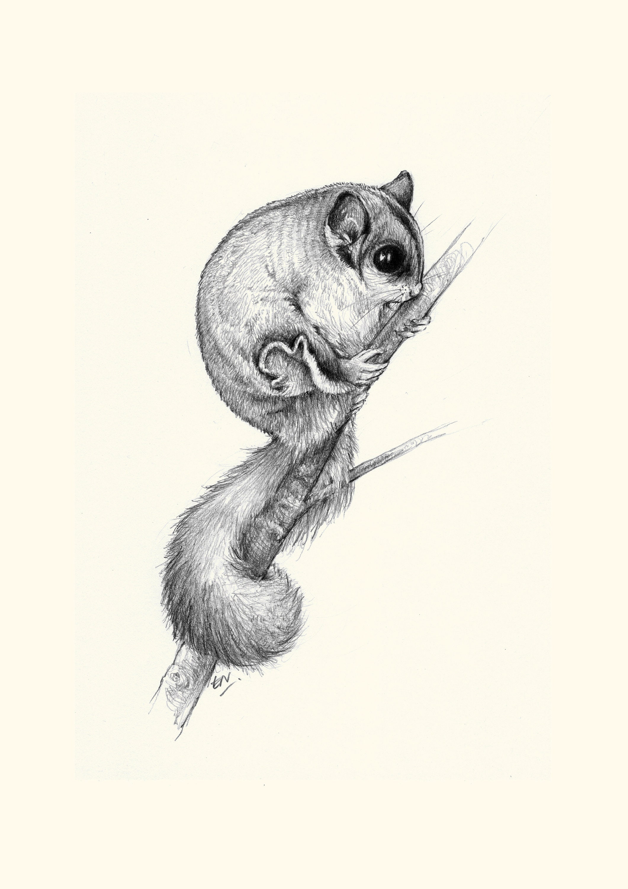 Sugar Glider Line Drawing at Alex Wright blog