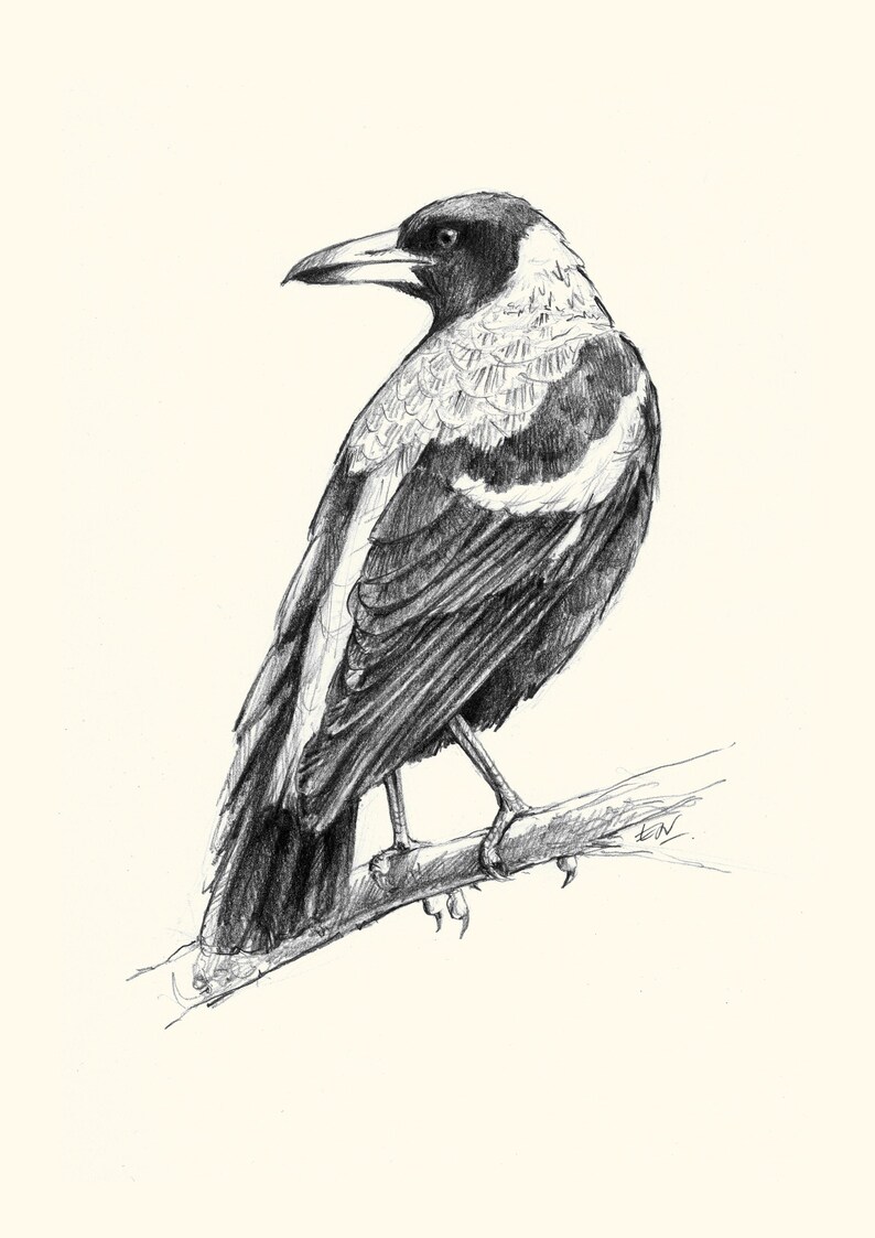 A3 Magpie Poster. Detailed Sketch of Popular Australian Native Bird ...
