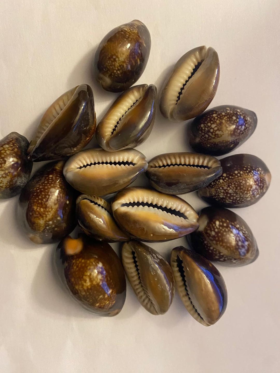Natural Cowries, Black Kodi (pack of 1 1 Pcs) - Etsy