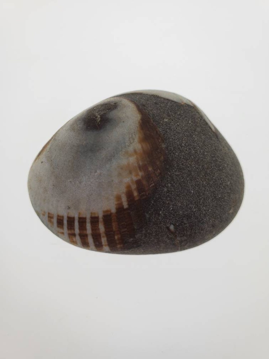 Fossilized Cherry Stone Clam Shell Beef Heart River Rock - Etsy