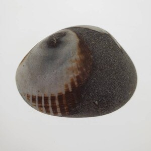 Fossilized Cherry Stone Clam Shell Beef Heart River Rock - Etsy