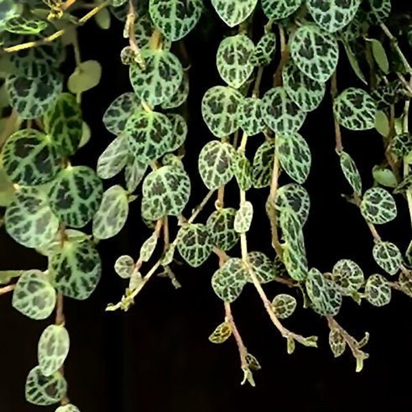 String of Turtles' - Etsy