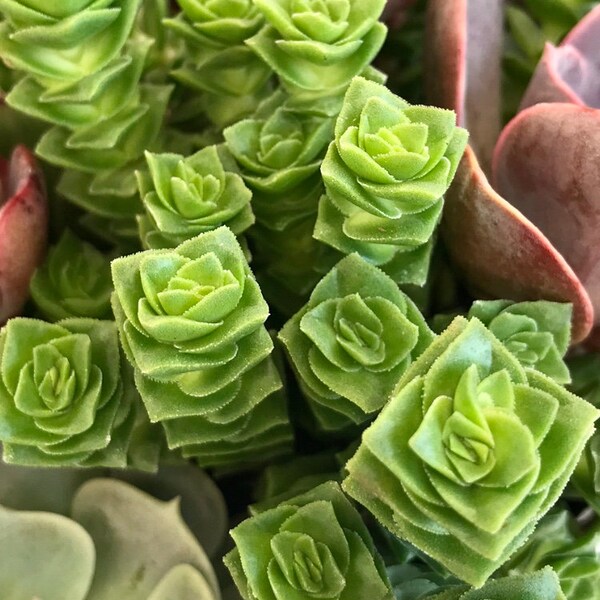 Red Pagoda Crassula - Etsy