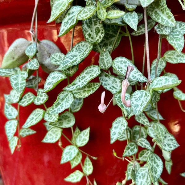 String of Hearts - Etsy