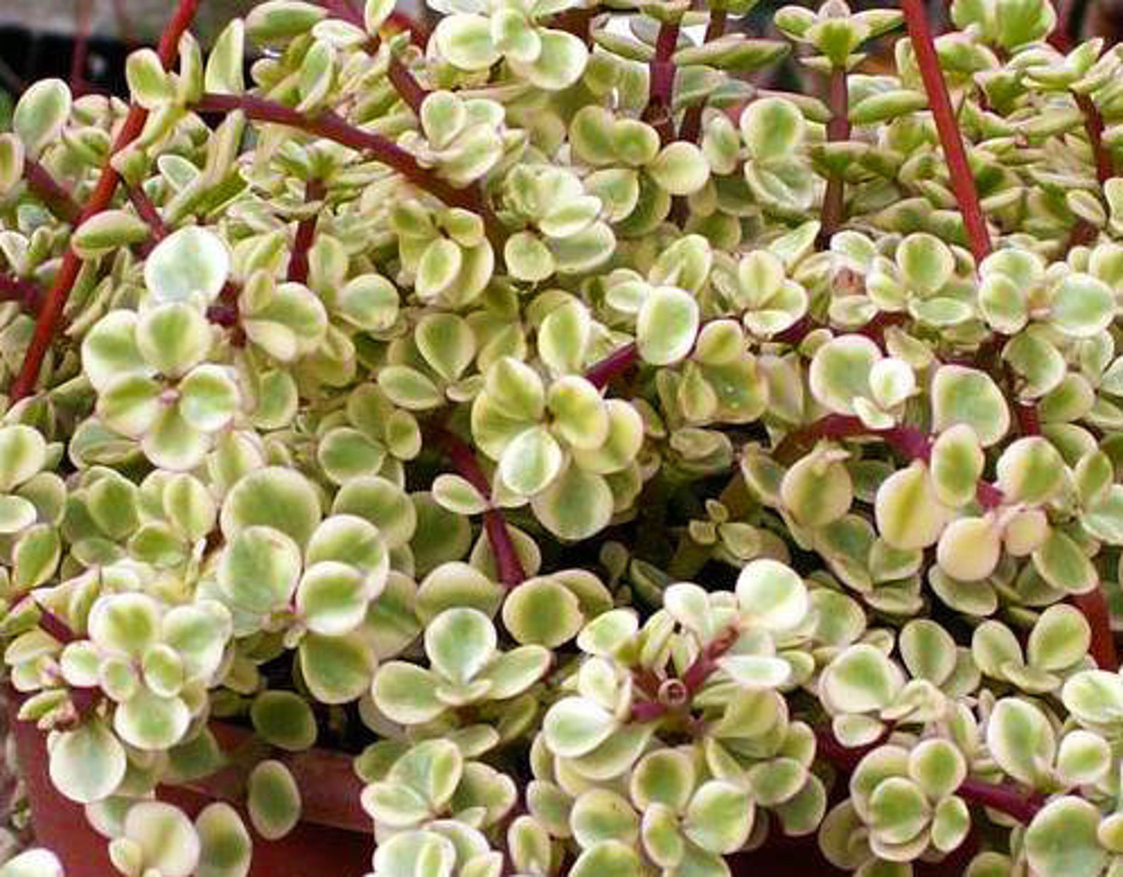 Portulacaria Afra Variagated / Rainbow Bush | Etsy