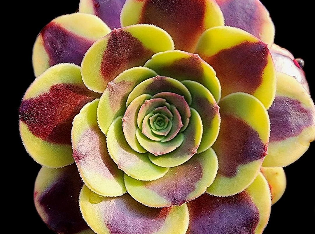 Aeonium Super Bang - Etsy