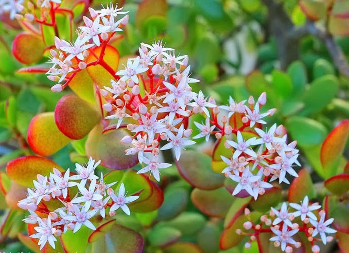 Crassula Ovata Hummel's Sunset / Golden Jade | Etsy