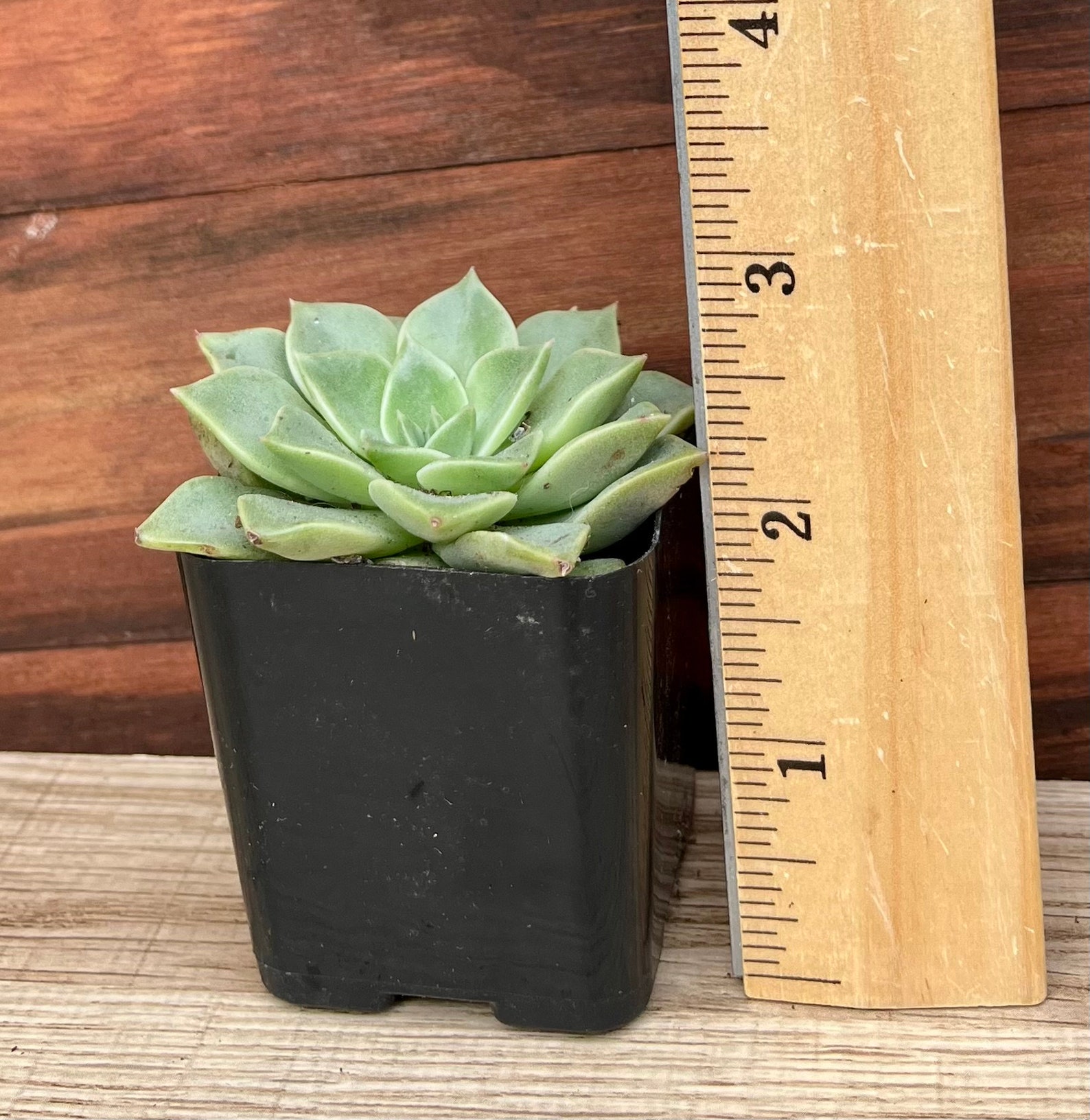 RARE Taciveria Belana - Etsy