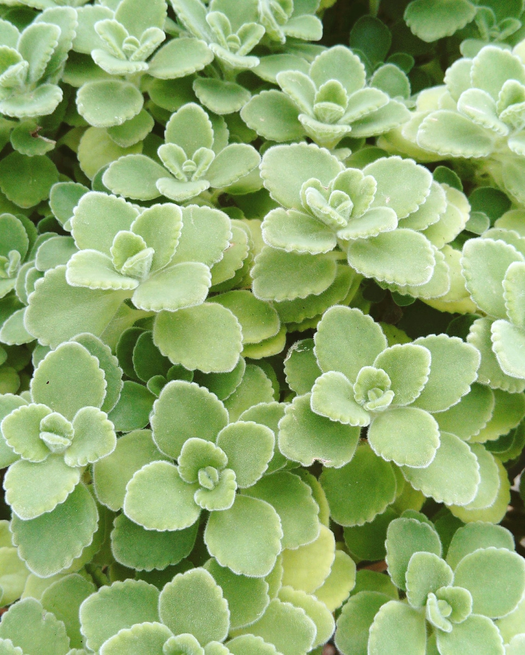 Plectranthus Tomentosa / Vicks Plant - Etsy