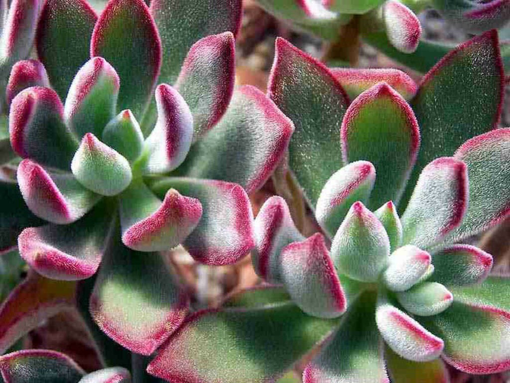 Echeveria harmsii 'Plush Plant' | Etsy