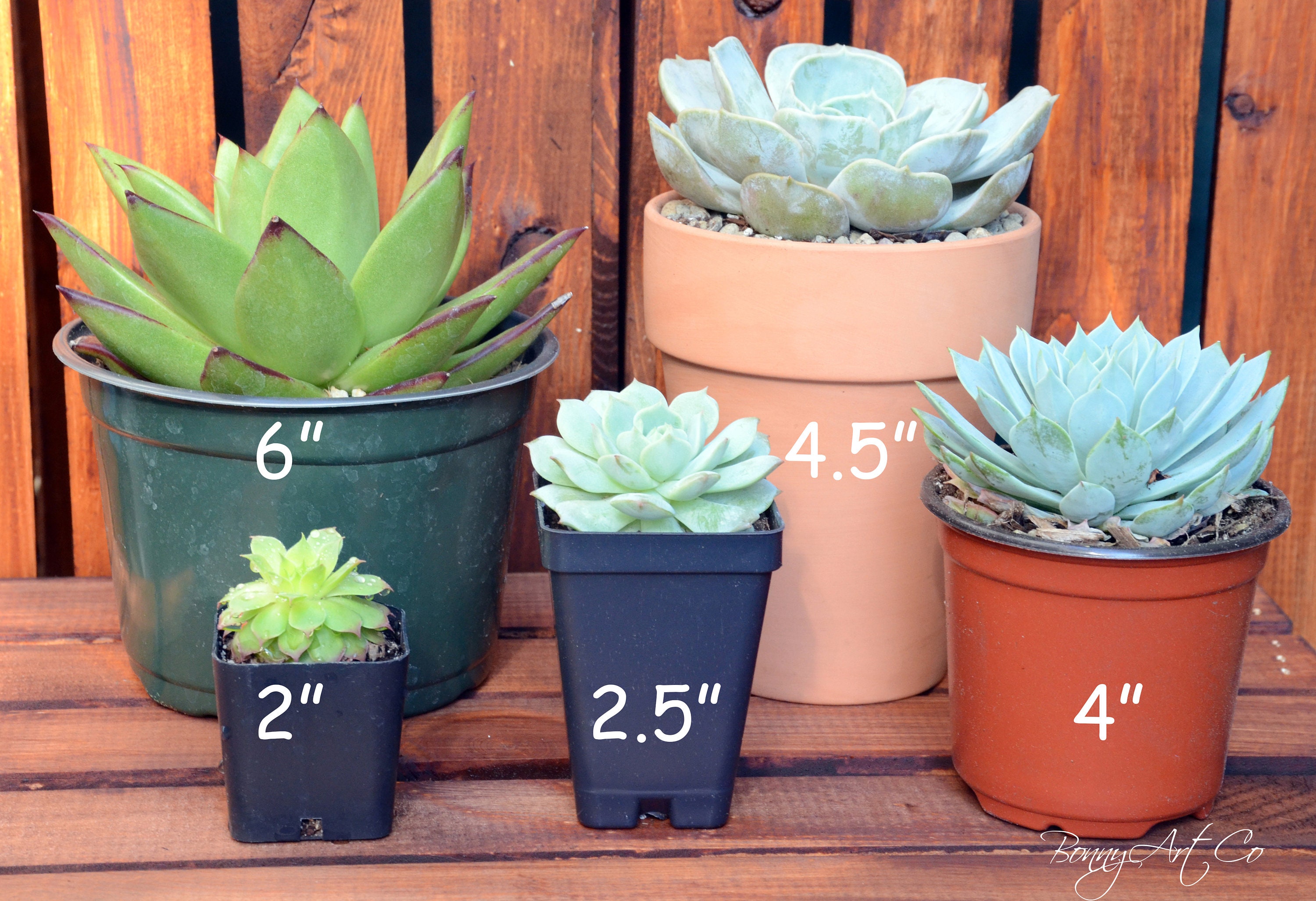 Portulacaria Afra Variagated / Rainbow Bush | Etsy