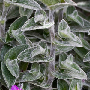 Tradescantia Sillamontana / White Velvet / White Gossamer / Cobweb ...
