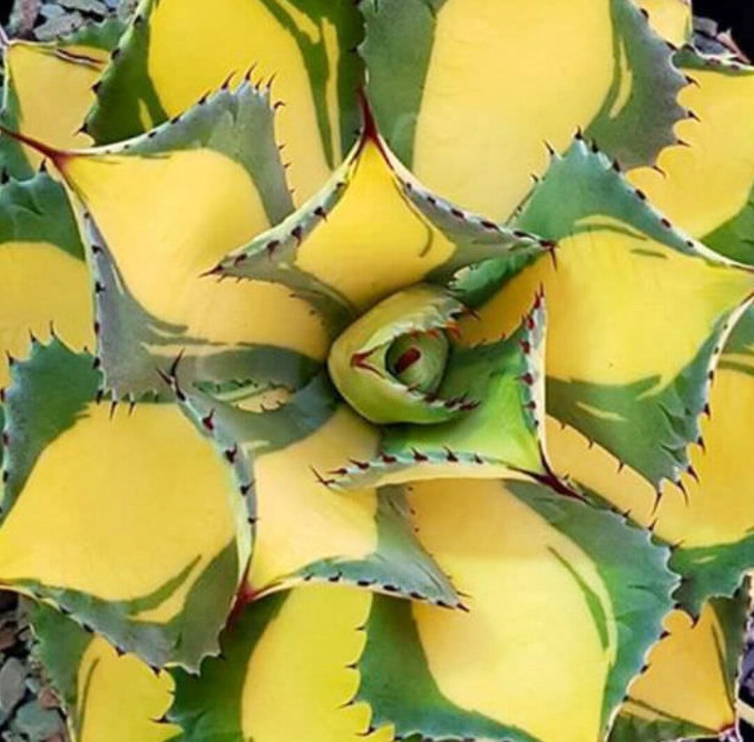 Agave Isthmensis Rum Runner - Etsy
