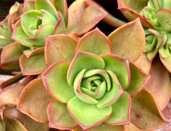 Aeonium Nobile