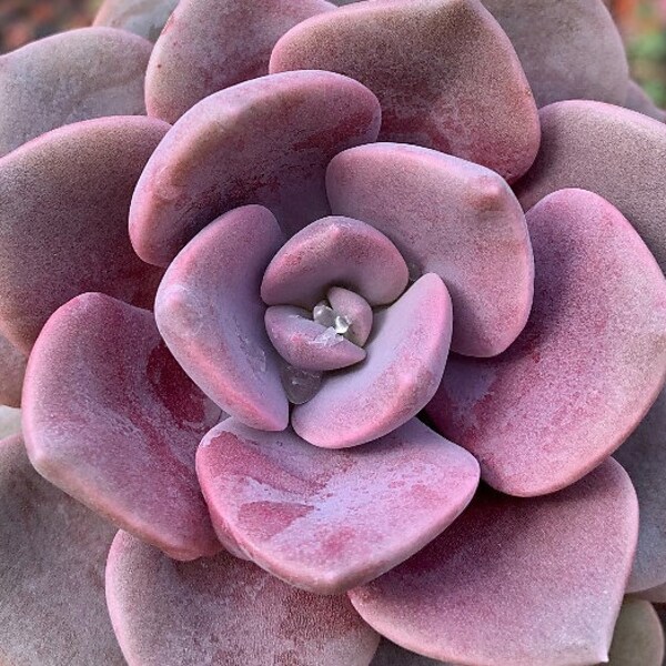 Graptoveria Debbie - Etsy