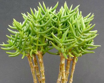 Large Miniature Pine Tree, Succulent, Crassula Tetragona Rooted and ...