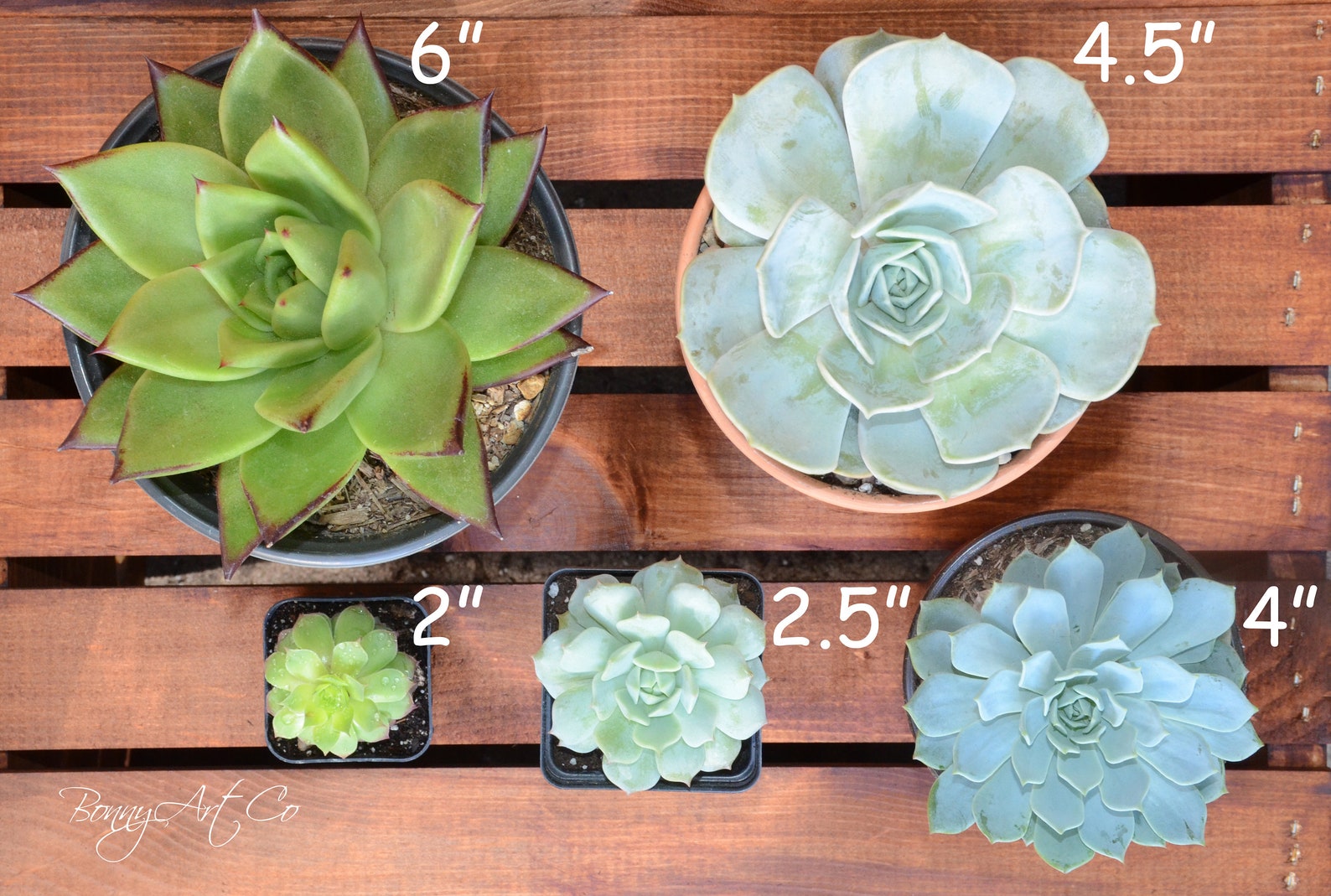 Sedum 'Blue Spruce' / stonecrop / ground cover / | Etsy