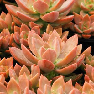 Graptosedum 'california Sunset' - Etsy