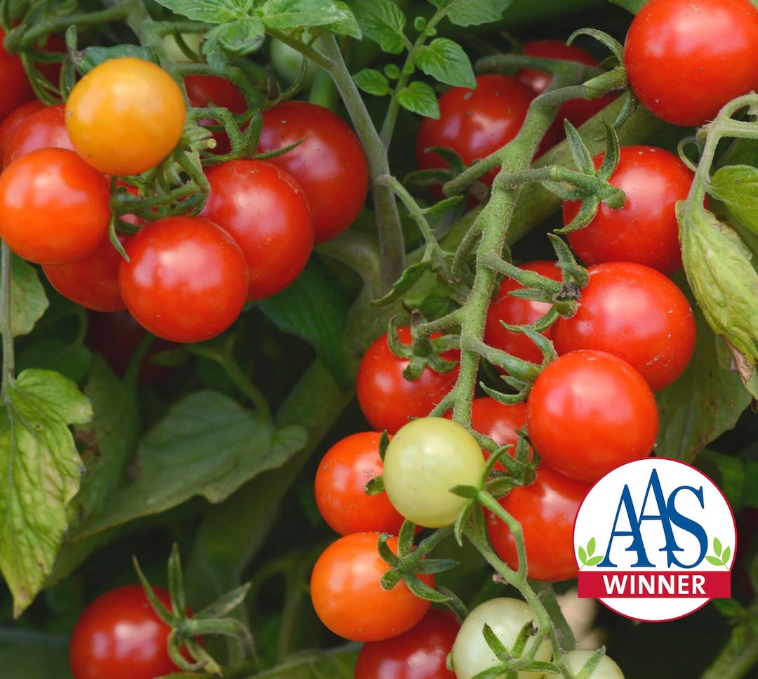 Candyland Red Currant Tomato Live Plant 45-60+ Days Old Ready for ...