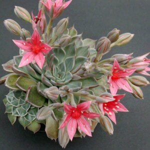 RARE Taciveria Belana - Etsy