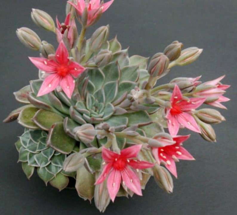 RARE Taciveria Belana - Etsy