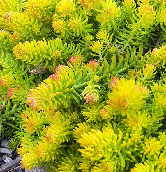 Sedum Rupestre