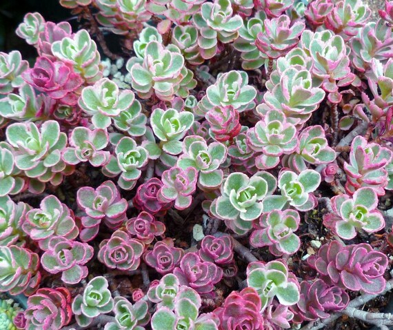 Sedum Spurium