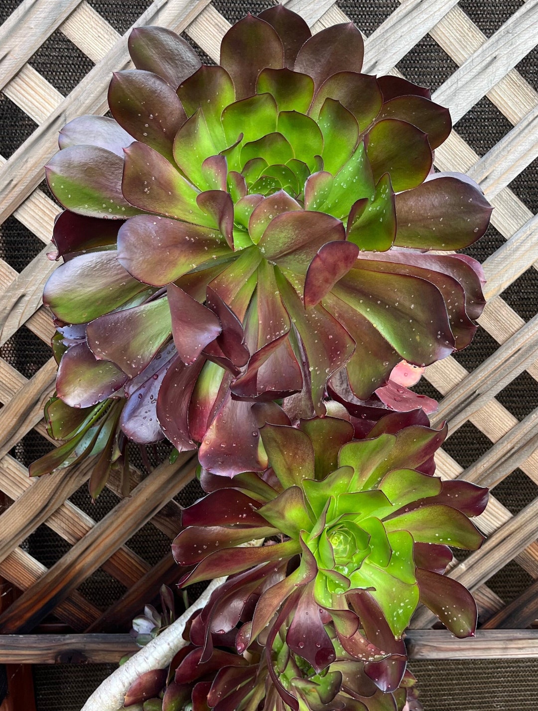 Aeonium Cyclops / Giant Red Aeonium - Etsy