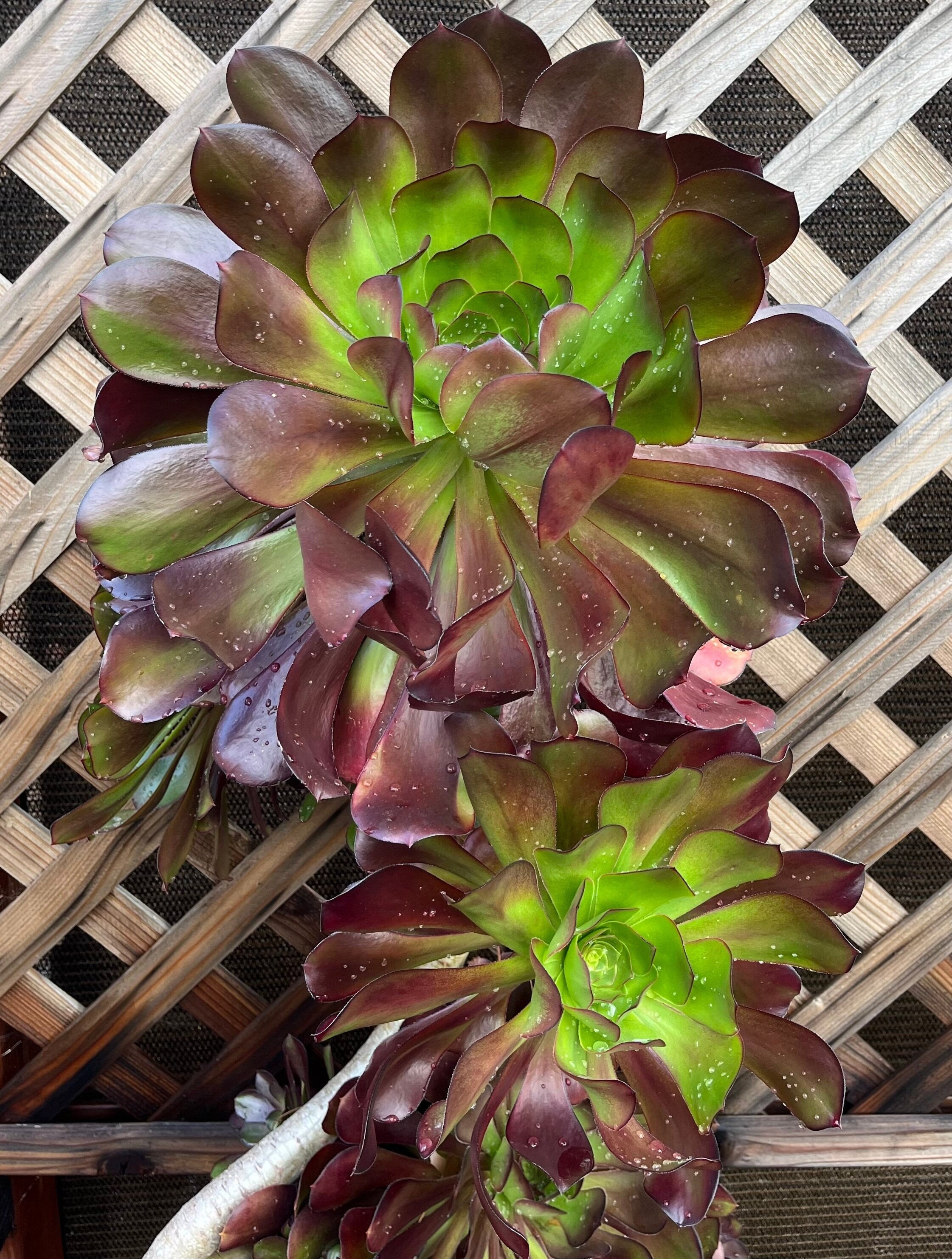 Aeonium Cyclops