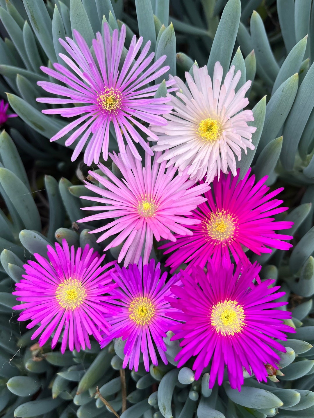 Assorted Ice Plants - Etsy