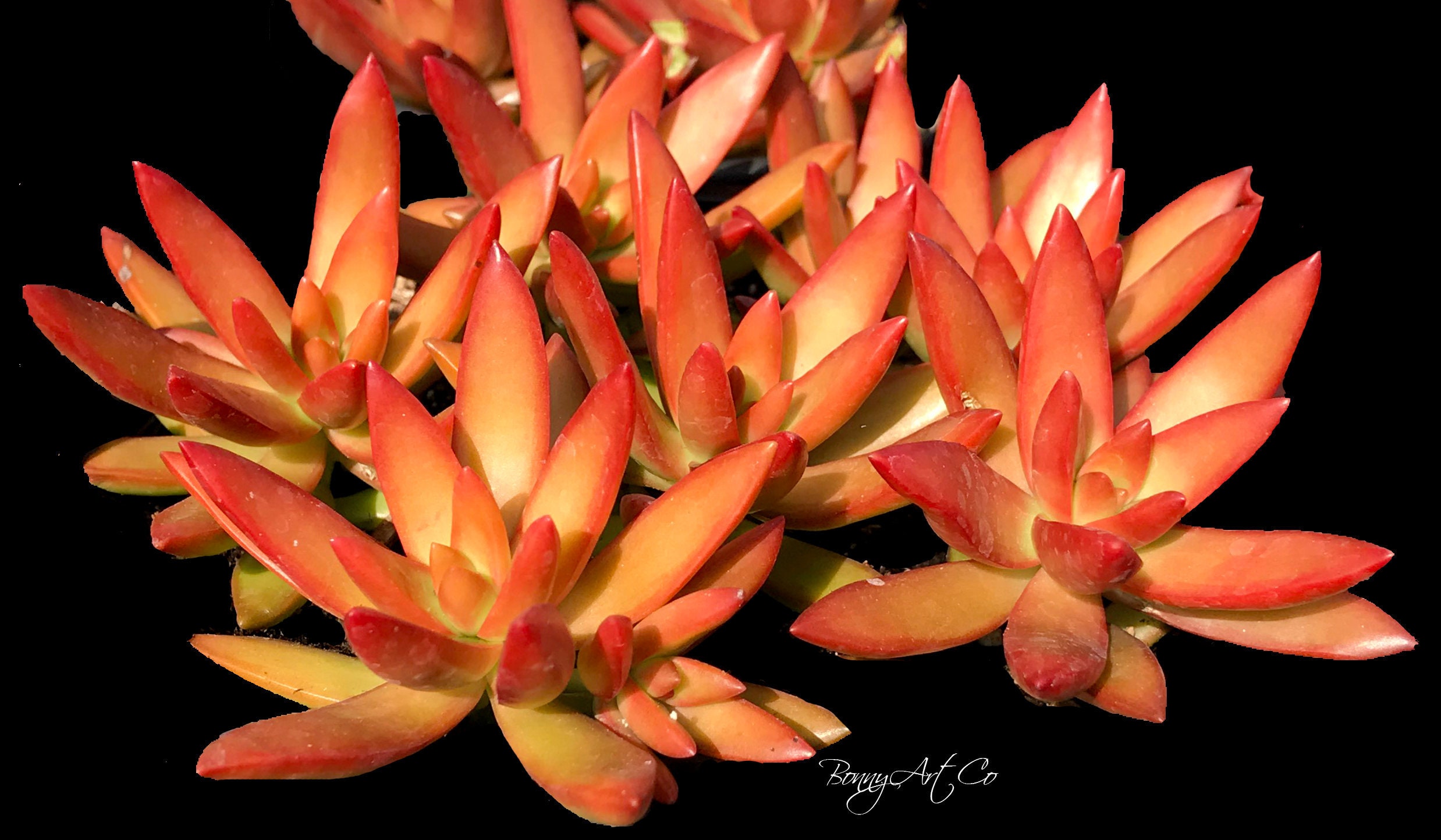 Sedum Adolphii Firestorm - Etsy