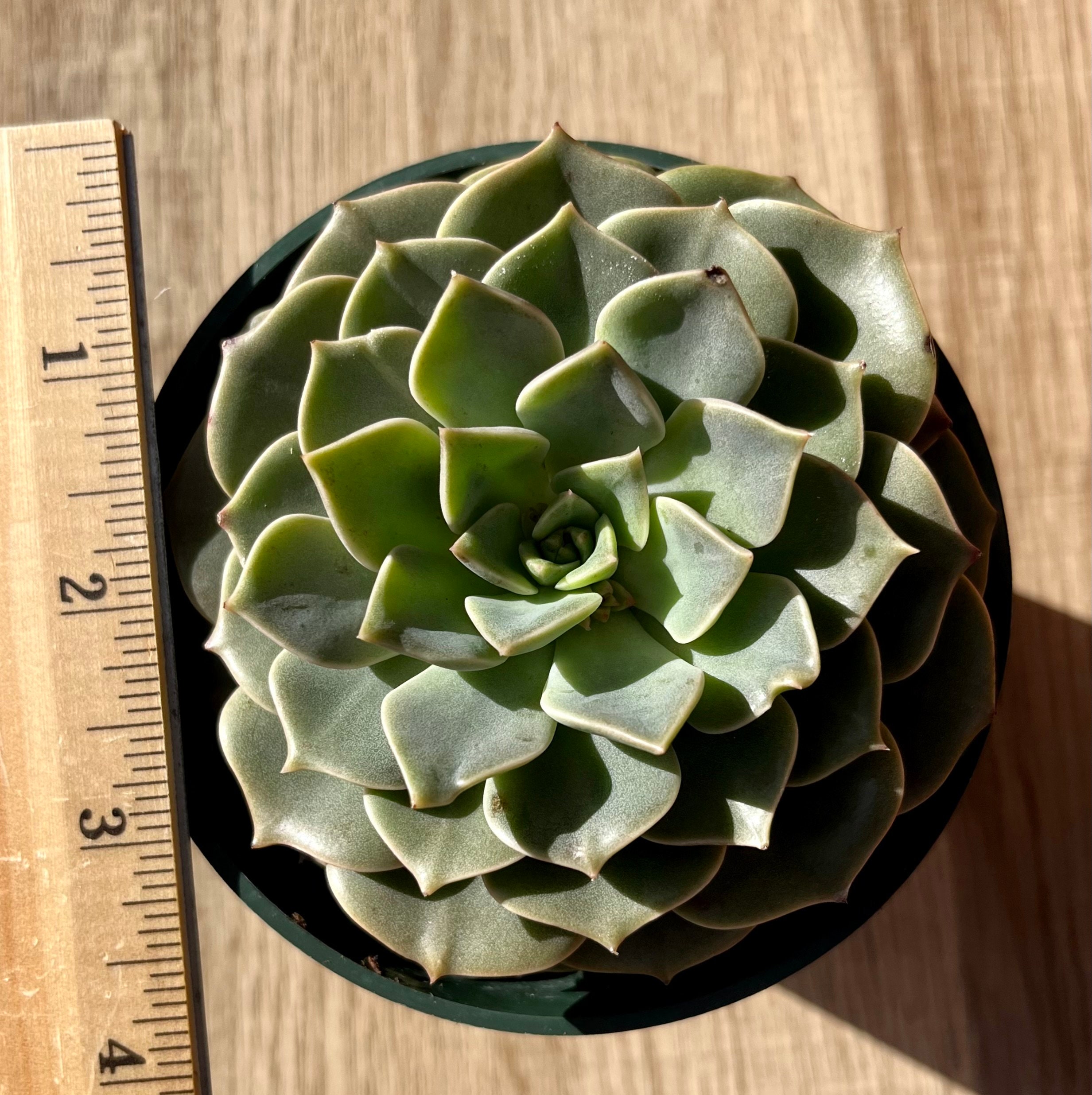 RARE Taciveria Belana - Etsy