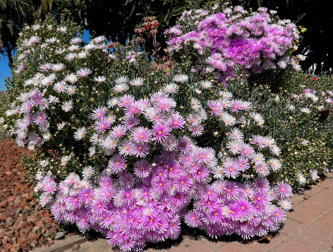 Bushy Pink Ice Plant - Etsy