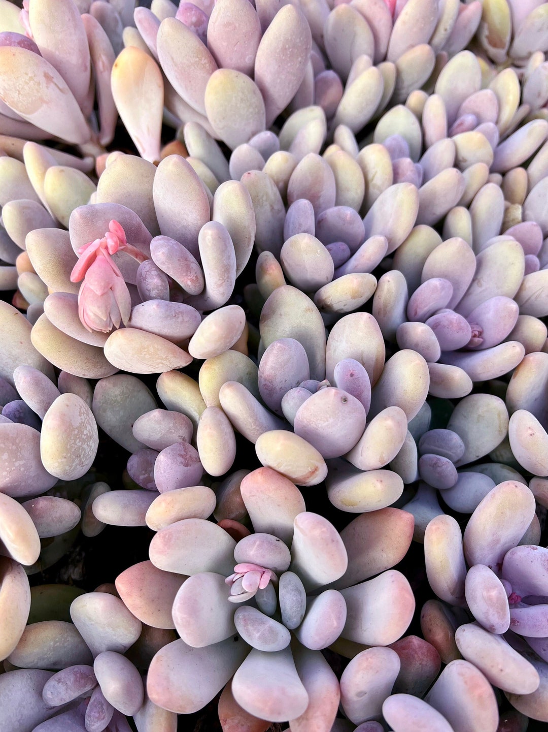 Pachyphytum Oviferum J. A. Purpus - Etsy
