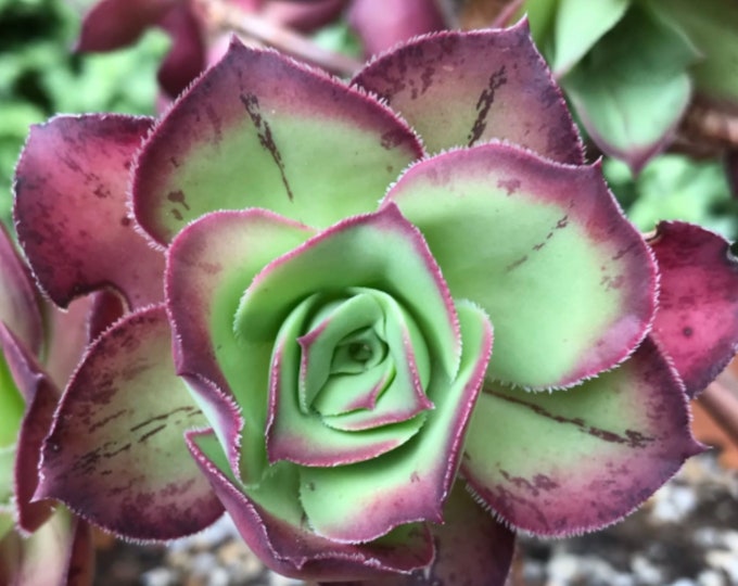 Aeonium Roscov - Etsy