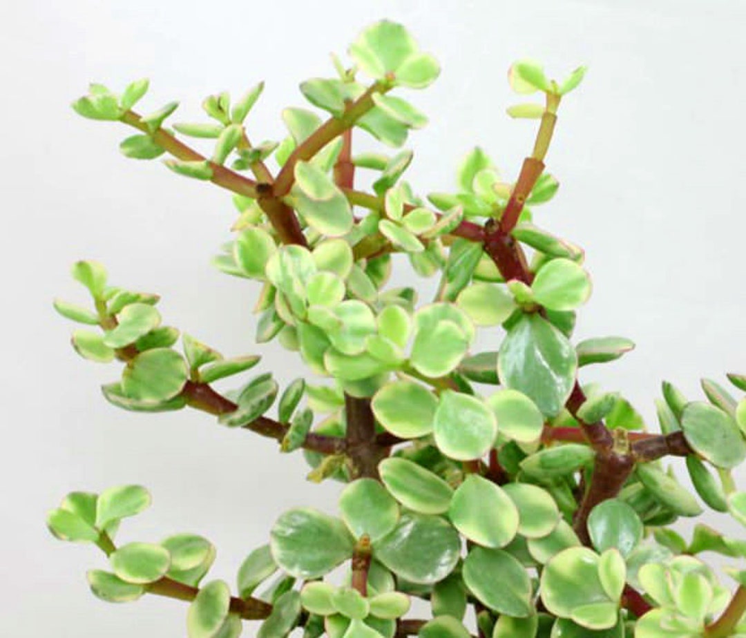 Portulacaria Afra Variagated / Rainbow Bush - Etsy