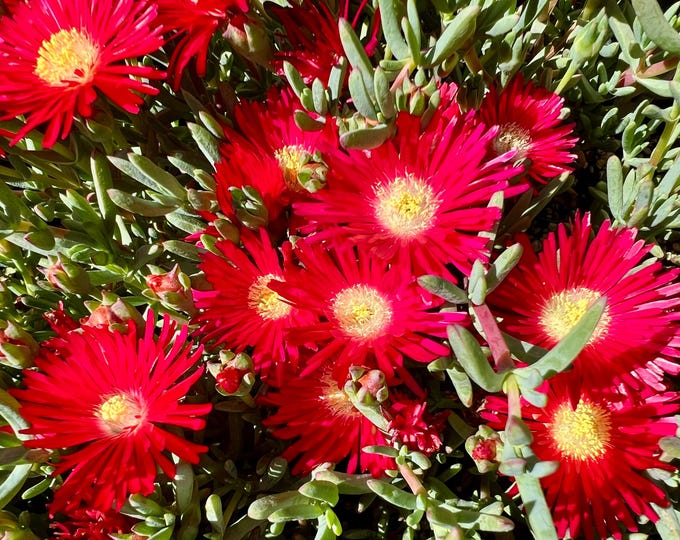 Red Ice Plant / Ground Cover / Delosperma / Container Filler - Etsy
