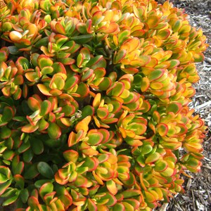 Crassula Ovata Hummel's Sunset / Golden Jade - Etsy