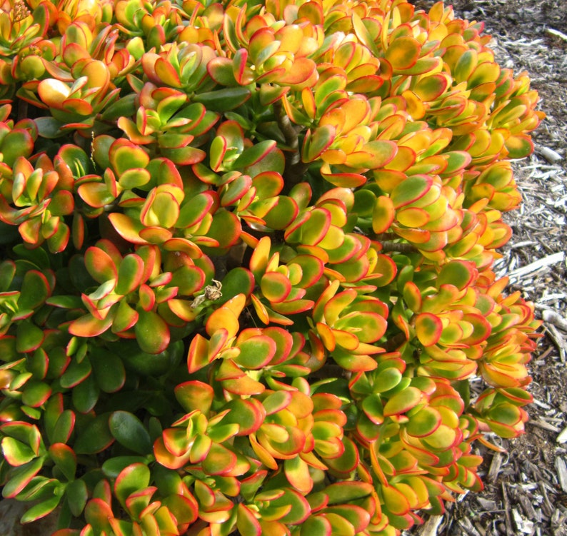 Crassula Ovata Hummel's Sunset / Golden Jade | Etsy