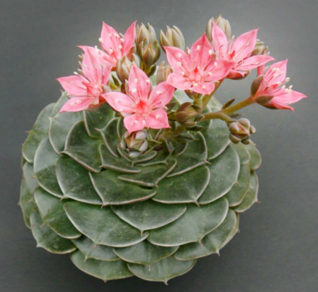 RARE Taciveria Belana - Etsy