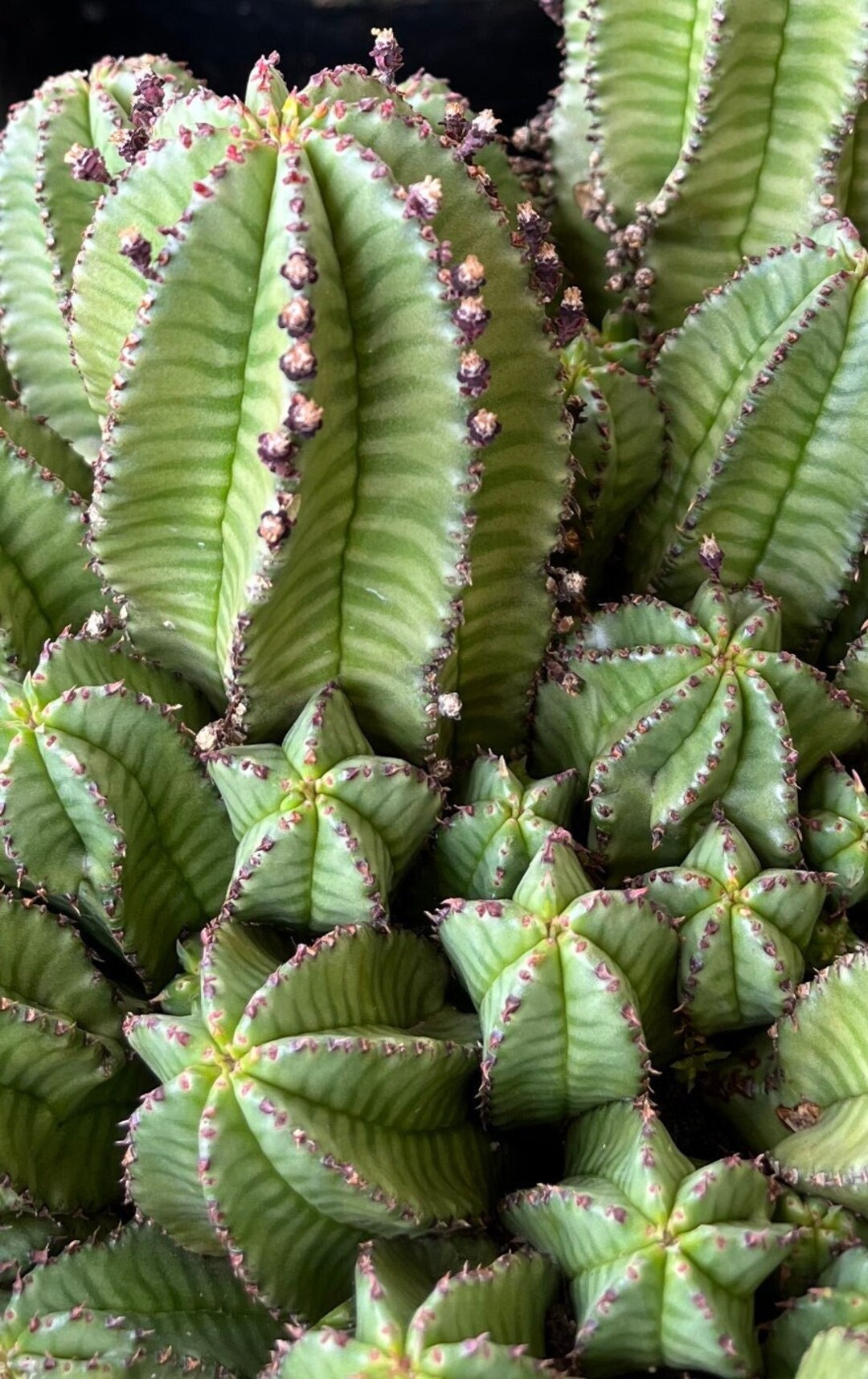 Euphorbia Anoplia / Tanzania Zipper Plant - Etsy