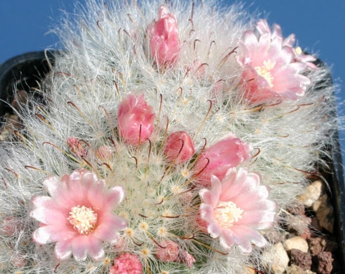 Mammillaria Bocasana / Powder Puff Cactus - Etsy