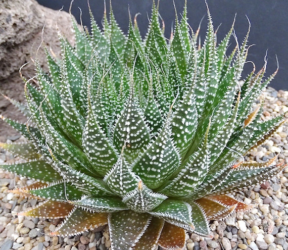 Aloe Aristata / Lace Aloe / Torch Plant / Bearded Aloe | Etsy